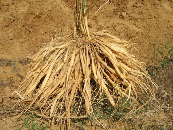 What is Shatavari? Benefits, Uses, & Other Information